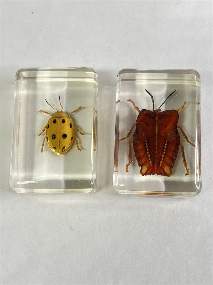 Online Thrift Store & Charity Auctions | ShopTheSalvationArmy - Insect ...