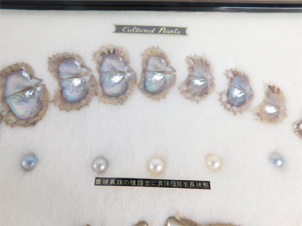 ShopTheSalvationArmy - Vintage "Growth of the Pearl" Framed Display ...