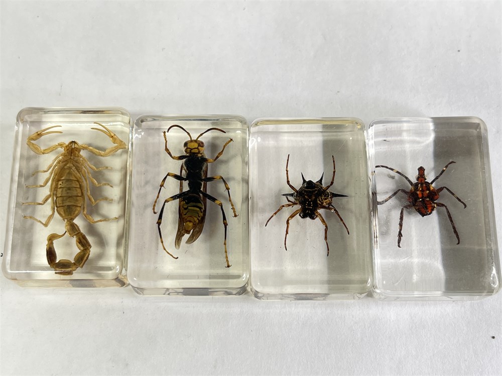 Online Thrift Store & Charity Auctions | ShopTheSalvationArmy - Insect ...