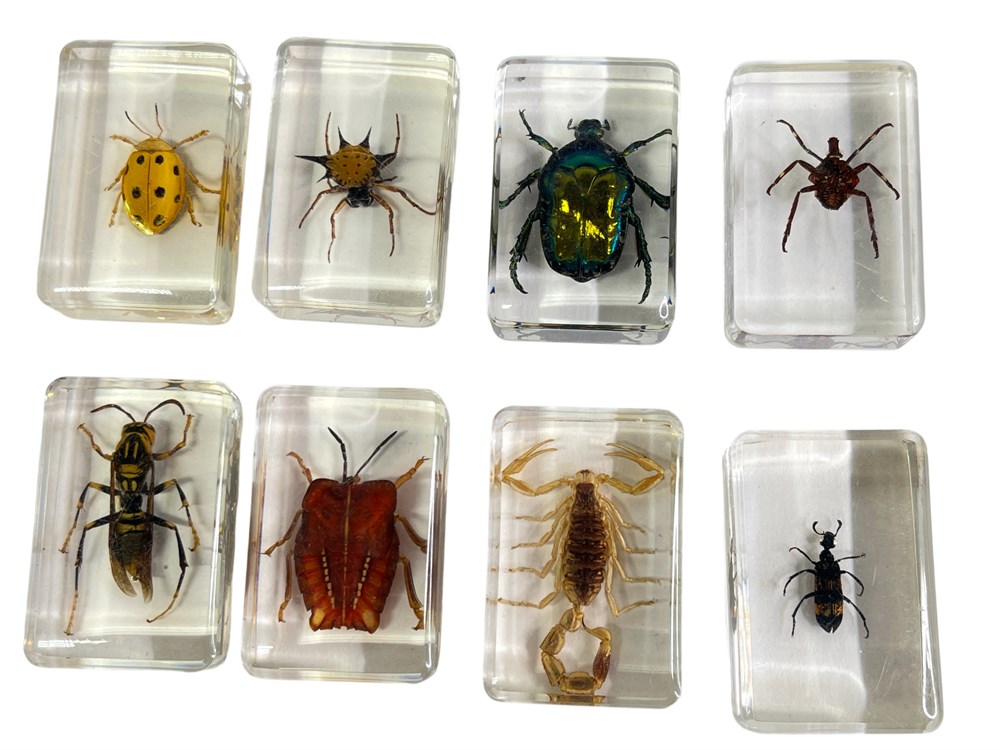 Online Thrift Store & Charity Auctions | ShopTheSalvationArmy - Insect ...