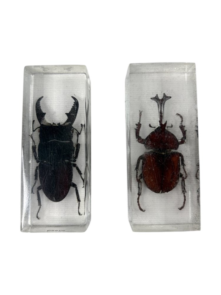 Online Thrift Store | ShopTheSalvationArmy - Black Stag Beetle and ...