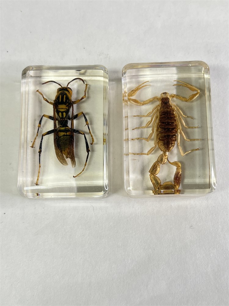 Online Thrift Store & Charity Auctions | ShopTheSalvationArmy - Insect ...