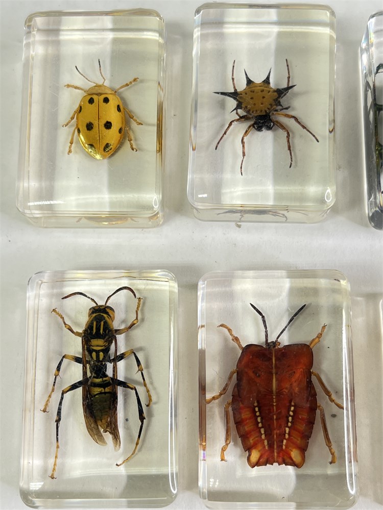 Online Thrift Store & Charity Auctions | ShopTheSalvationArmy - Insect ...