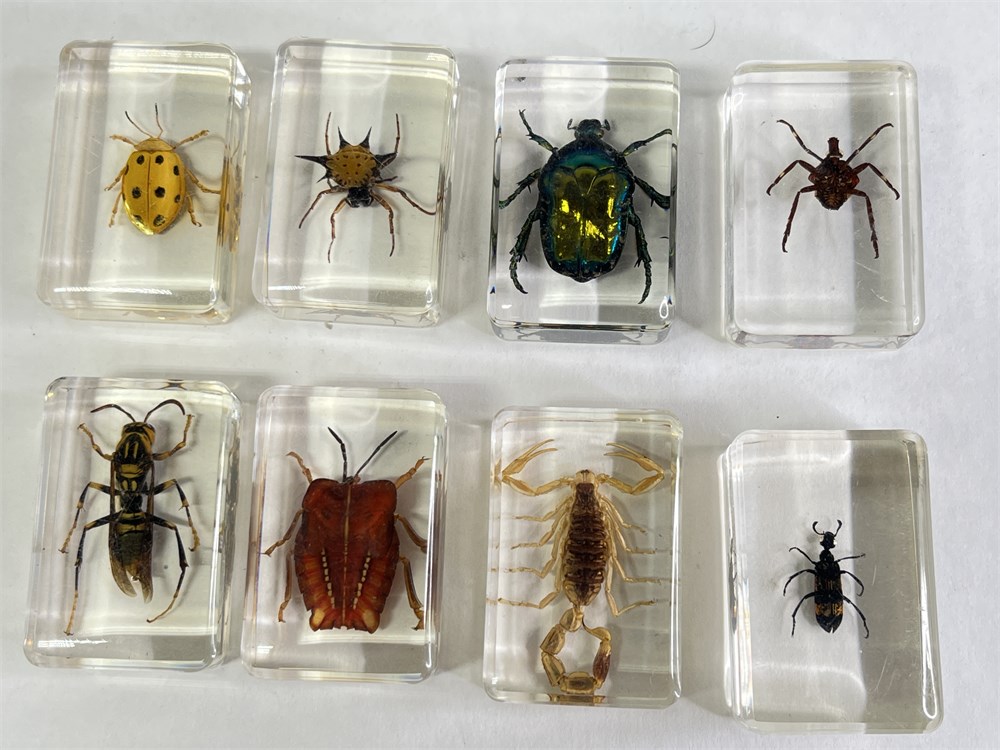 Online Thrift Store & Charity Auctions | ShopTheSalvationArmy - Insect ...