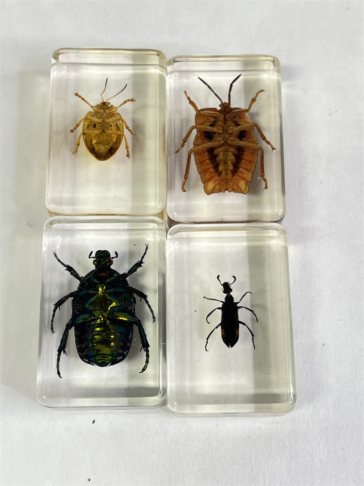 Online Thrift Store & Charity Auctions | ShopTheSalvationArmy - Insect ...
