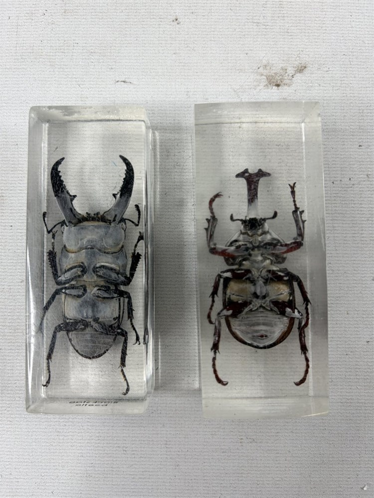 Online Thrift Store | ShopTheSalvationArmy - Black Stag Beetle and ...