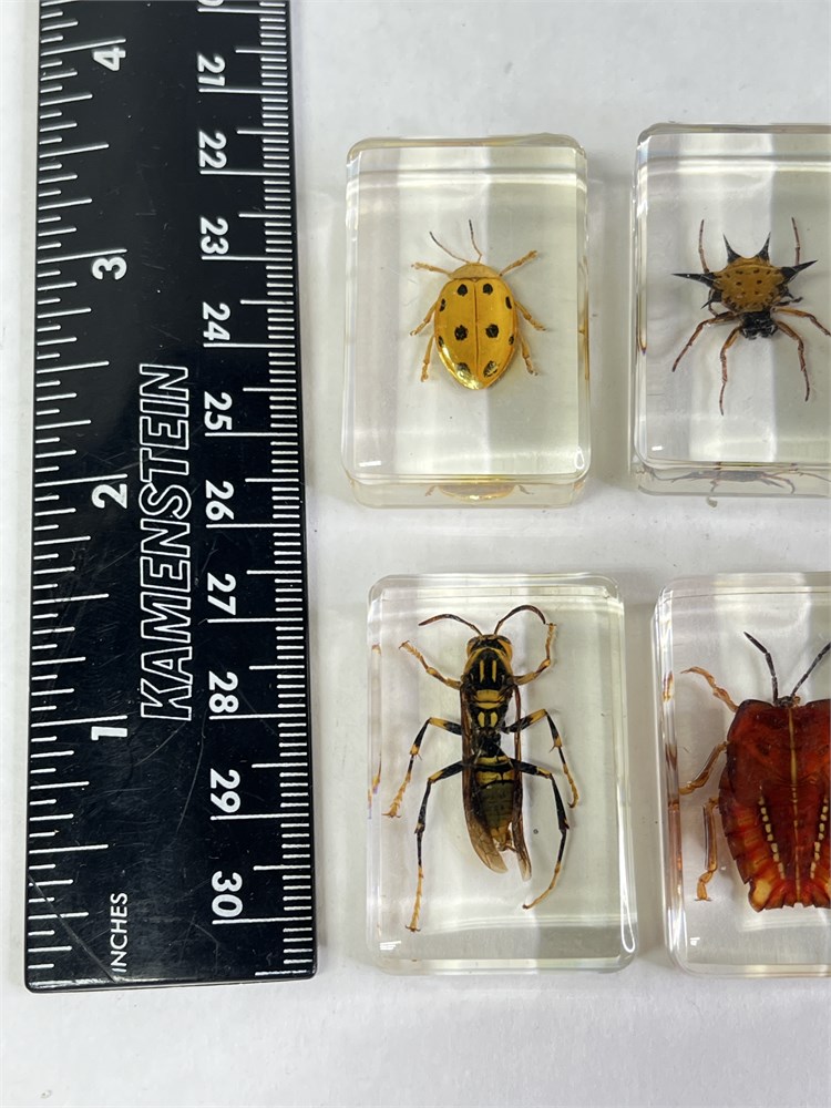Online Thrift Store & Charity Auctions | ShopTheSalvationArmy - Insect ...