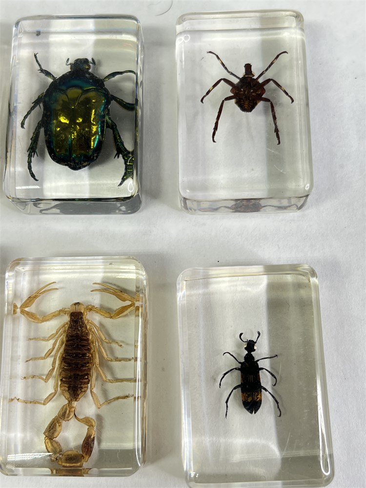 Online Thrift Store & Charity Auctions | ShopTheSalvationArmy - Insect ...